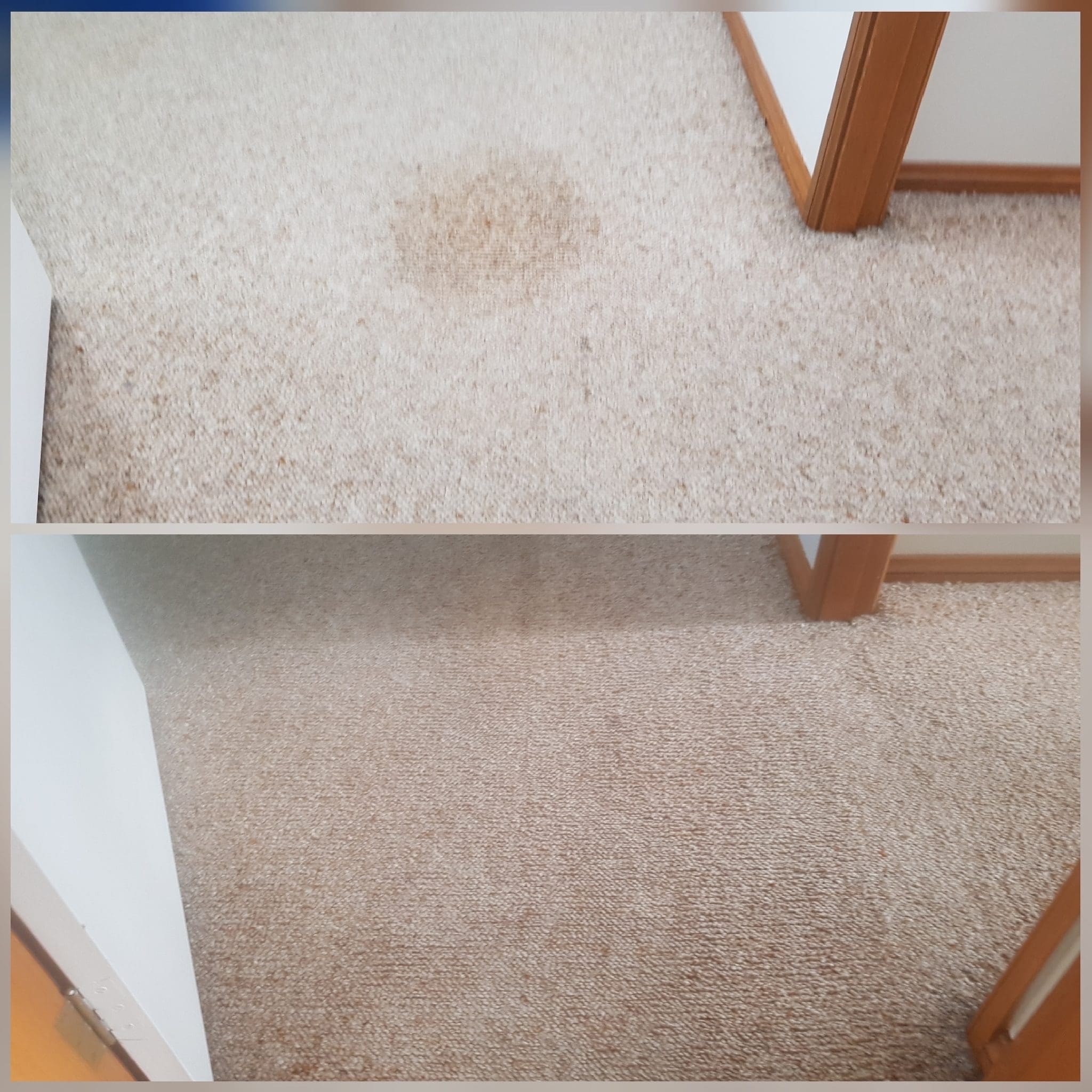 Water Extraction | Neo Carpet Cleaning | The Clean Choice